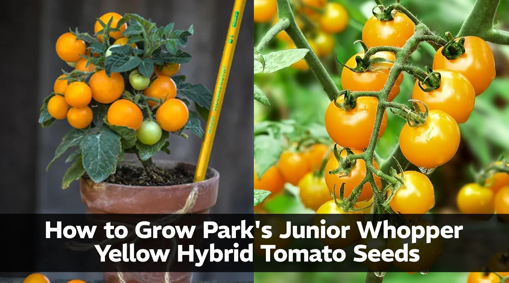 How to Grow Park's Junior Whopper Yellow Hybrid Tomato Seeds – BestCocopeat