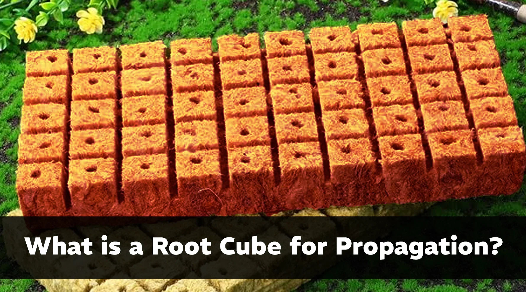 What is a Root Cube for Propagation? – BestCocopeat
