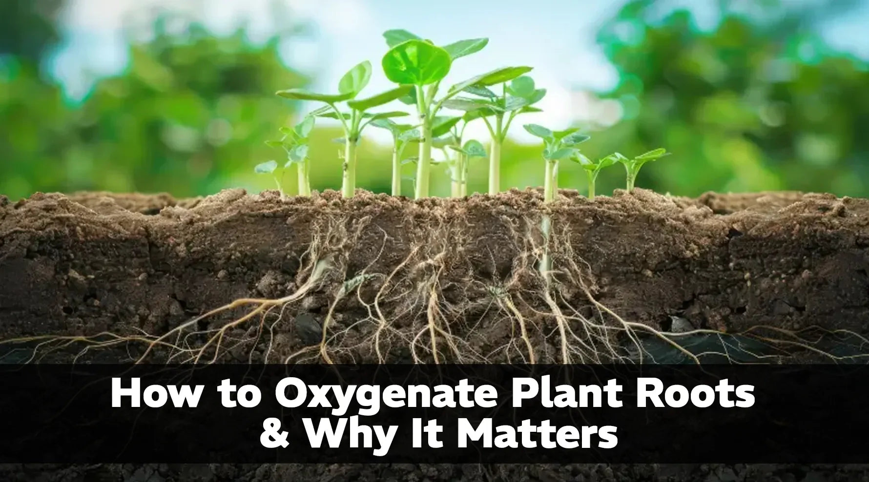 How to Oxygenate Plant Roots Naturally – BestCocopeat