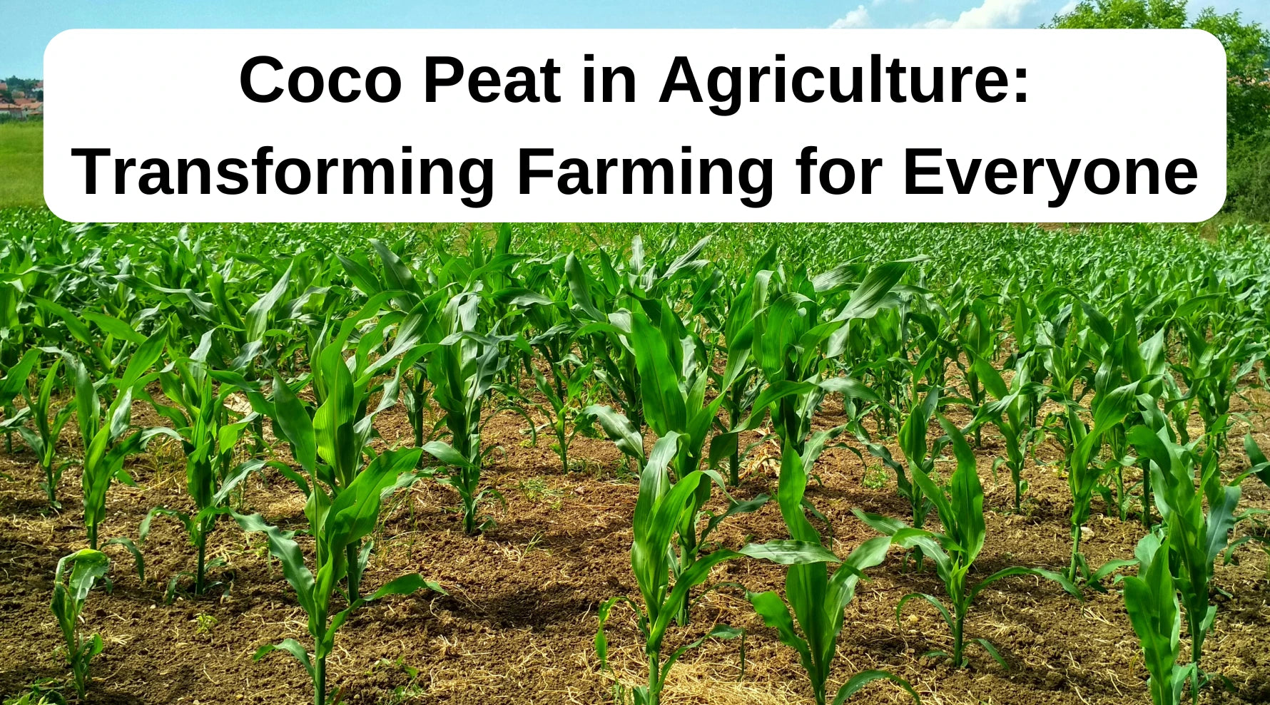 Coco Peat in Agriculture: A New Era for Farming – BestCocopeat