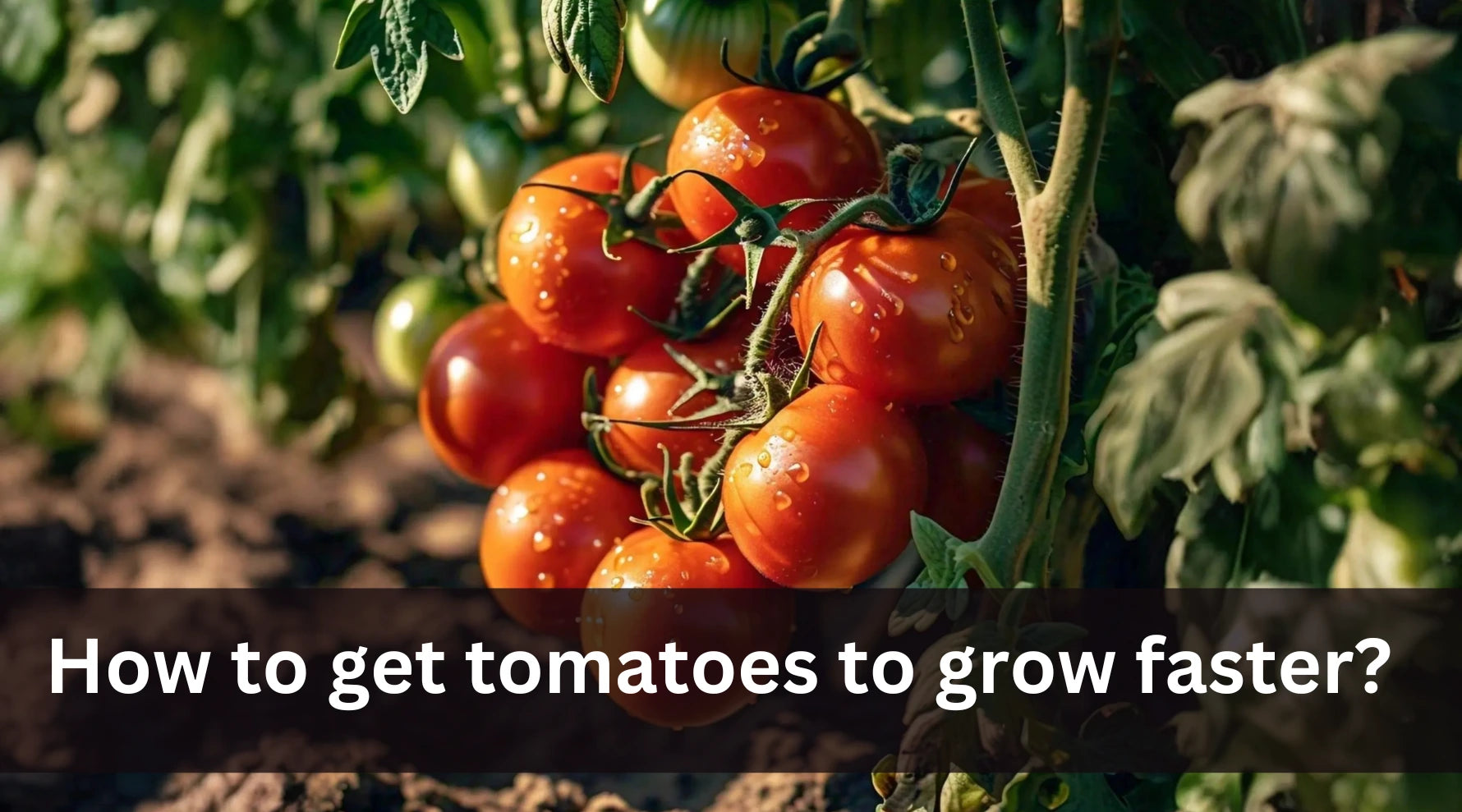 How to get tomatoes to grow faster? – BestCocopeat