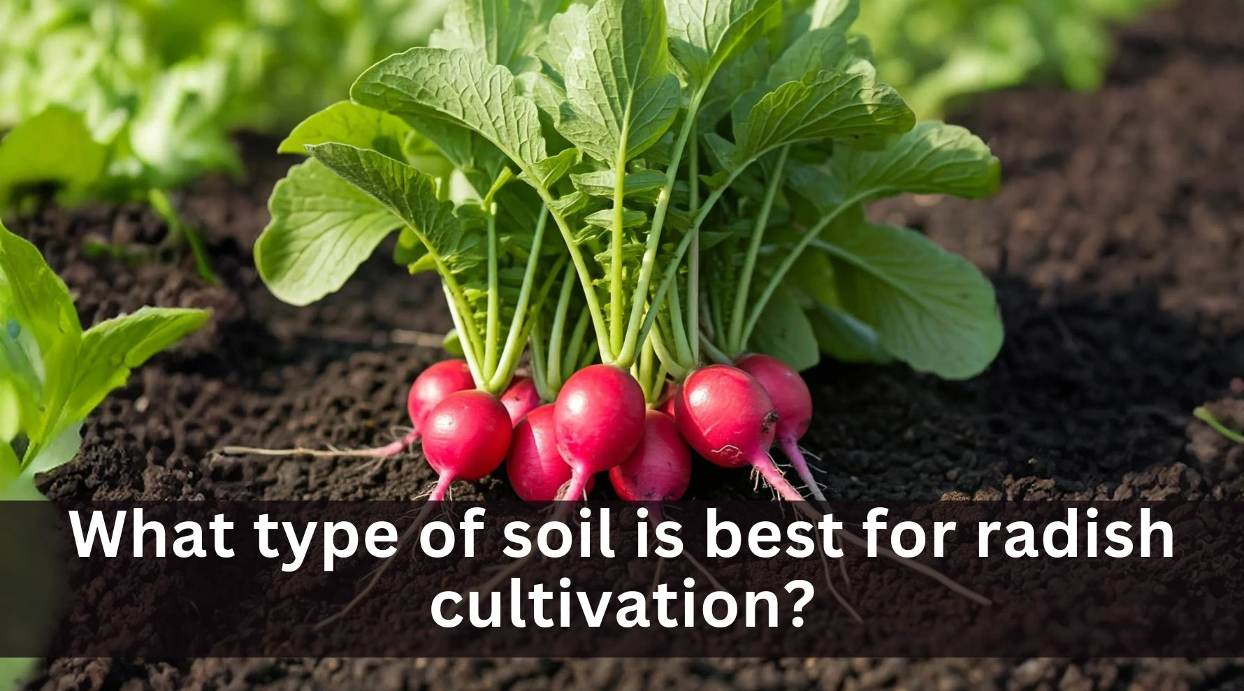 What type of soil is best for radish cultivation? – BestCocopeat
